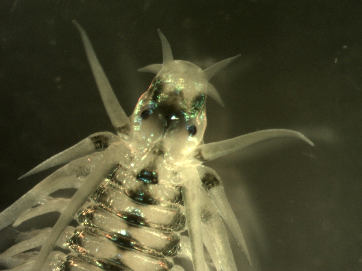 Great Barrier Reef Invertebrates Habitats Subtropical Coast