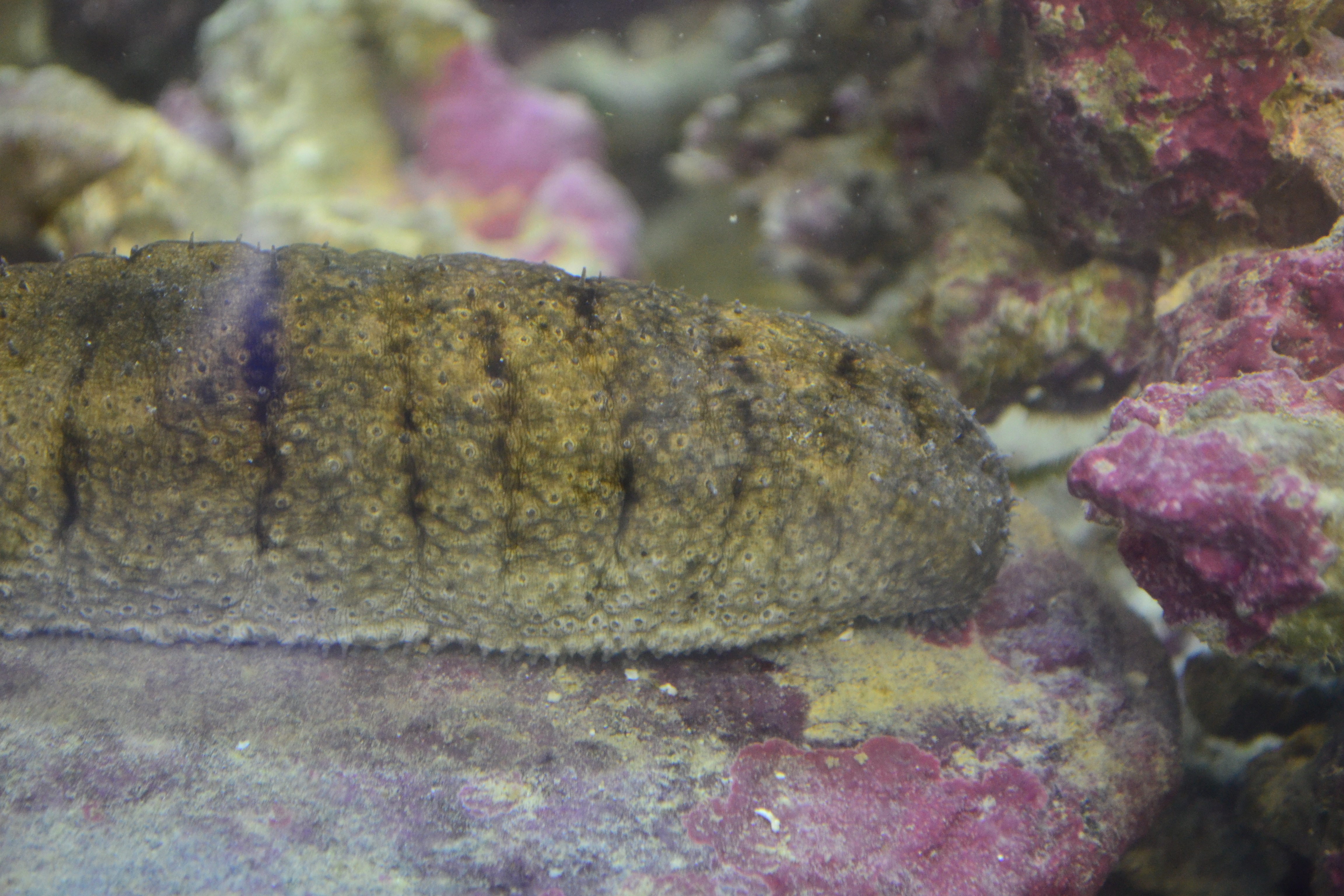 Great Barrier Reef Invertebrates Habitats Subtropical Coast