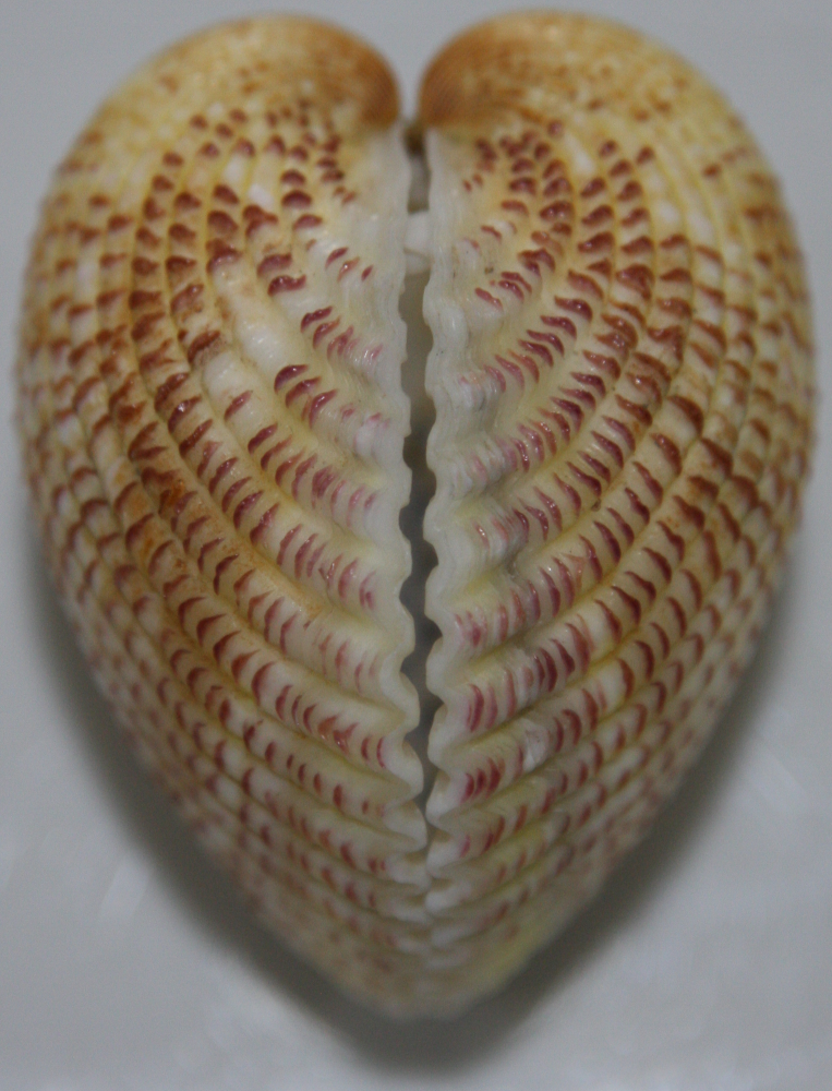 Great Barrier Reef Invertebrates Habitats Subtropical Coast