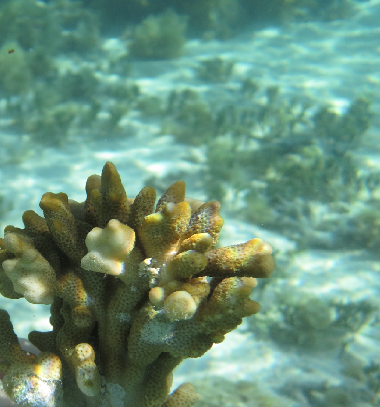 Sandy (inner reef) zone