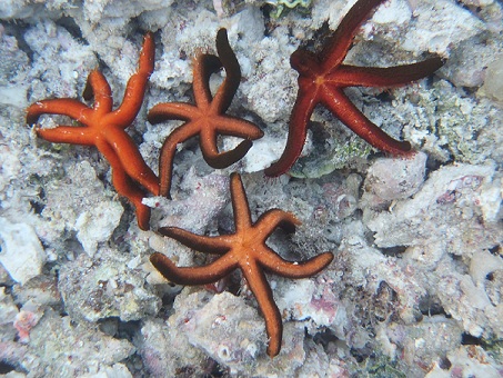 Sandy (inner reef) zone