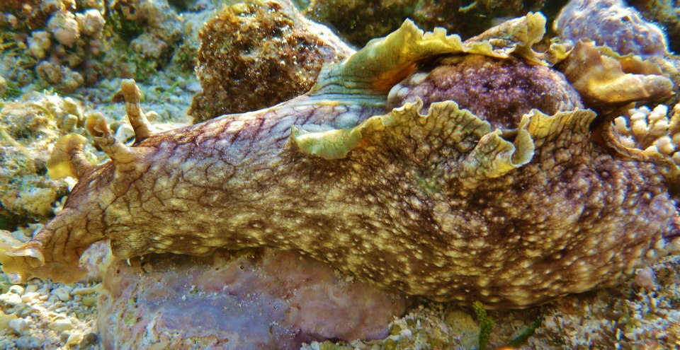 Sandy (inner reef) zone