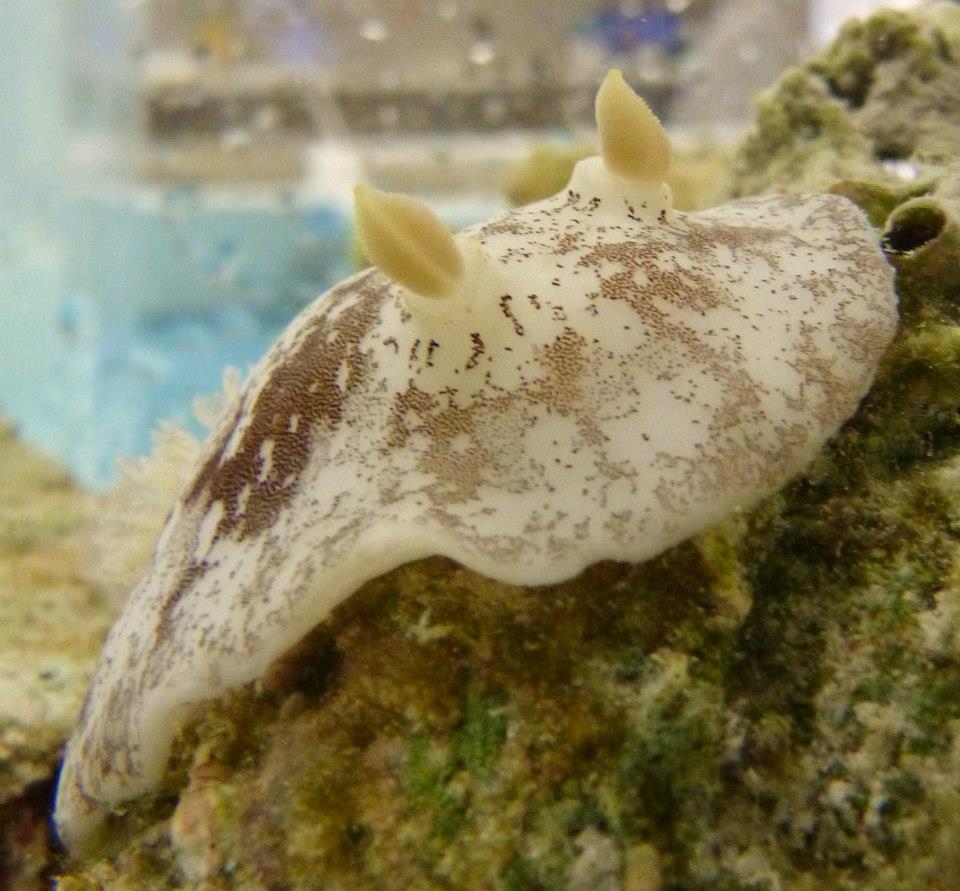 Reef slope