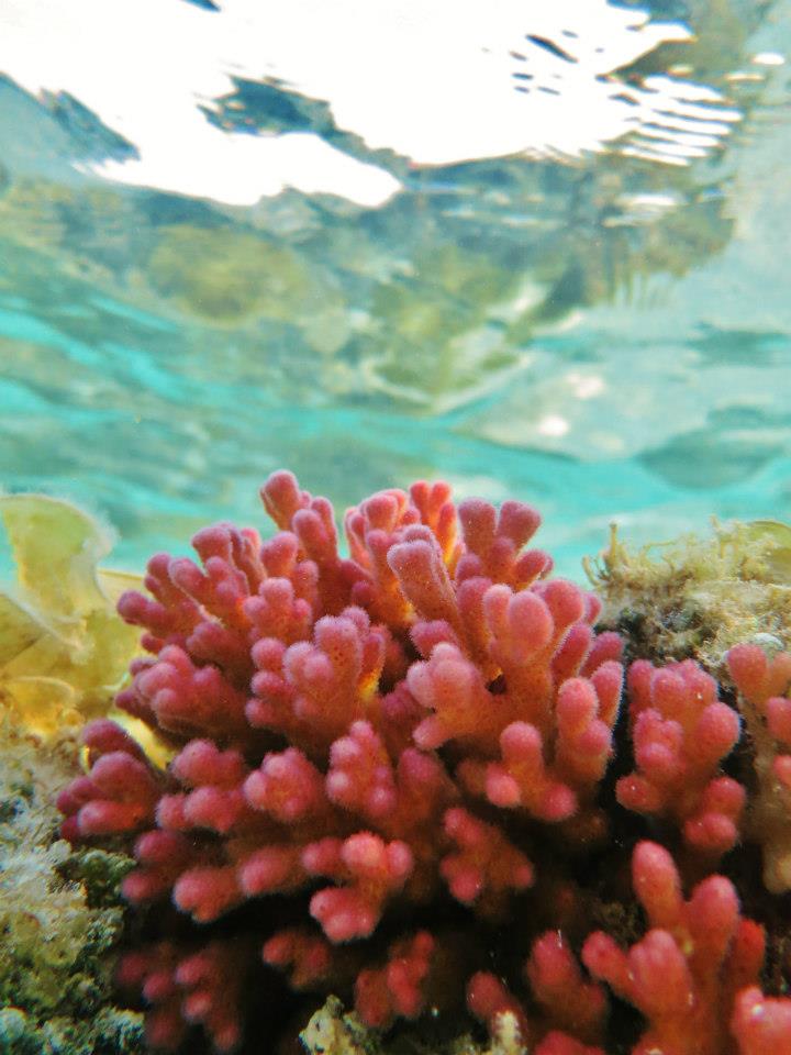 Reef slope
