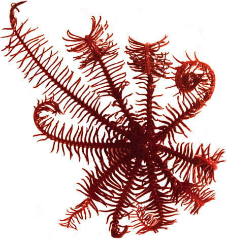 Living coral (outer reef) zone