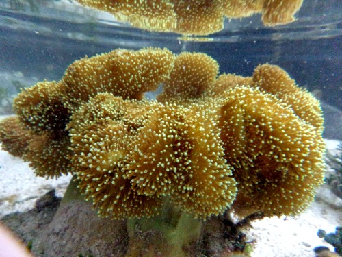 Sandy (inner reef) zone