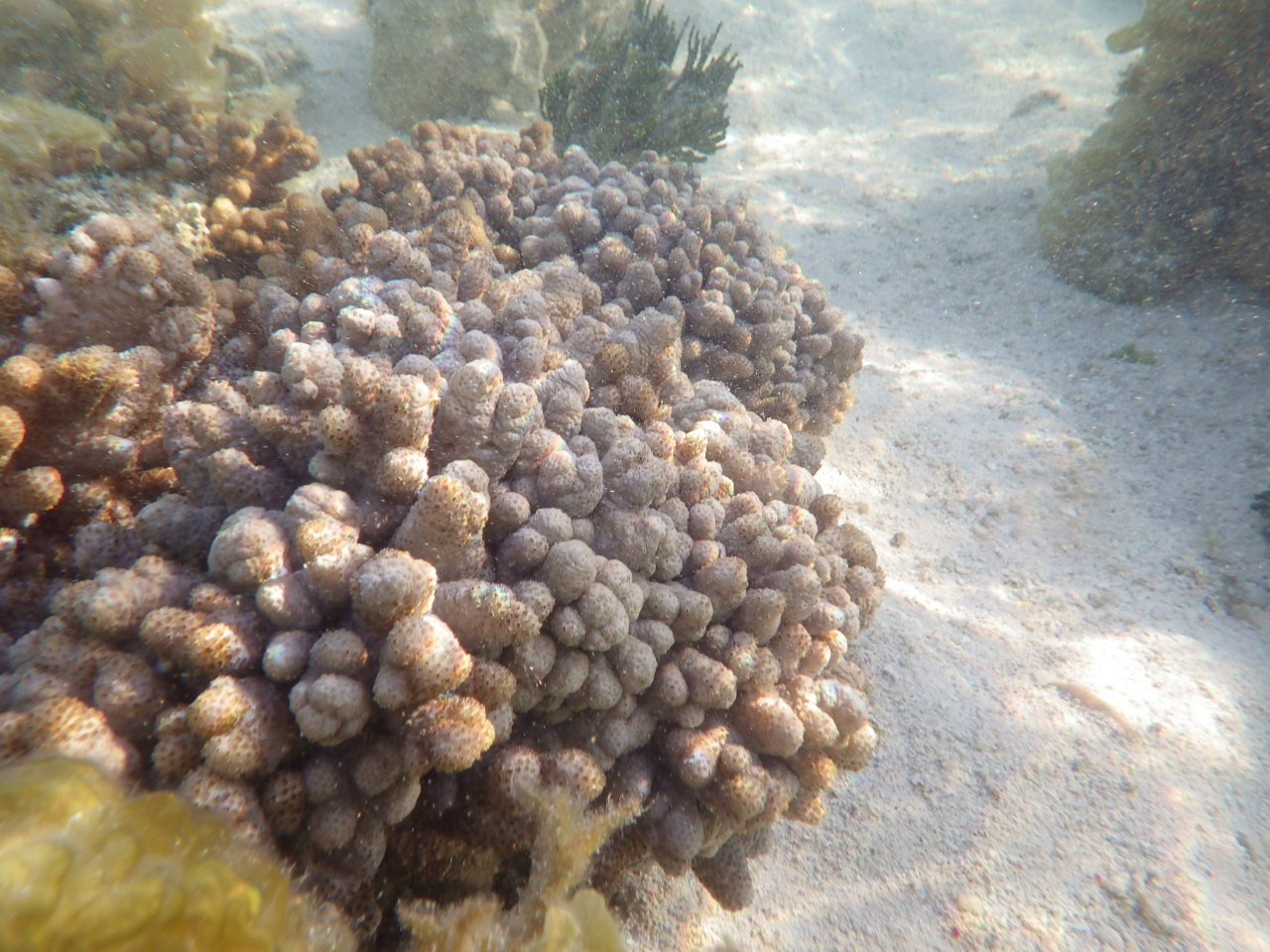 Sandy (inner reef) zone