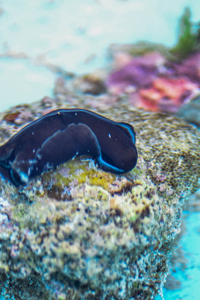 Sandy (inner reef) zone