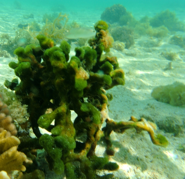 Haliclona cymaeformis | Ronja Schmidt