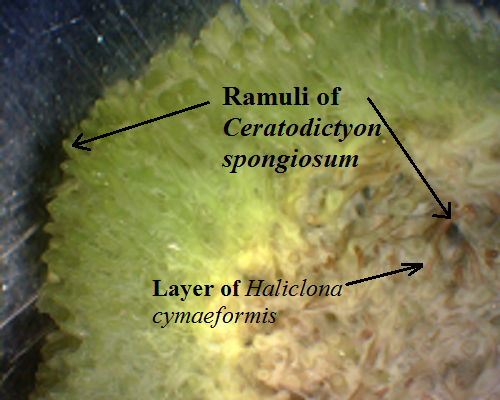 Haliclona cymaeformis | Ronja Schmidt