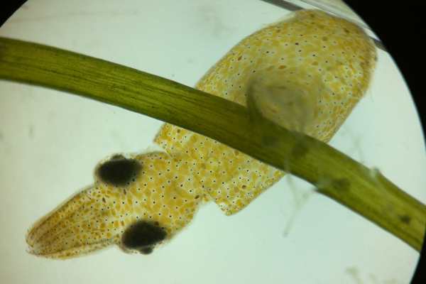 Great Barrier Reef Invertebrates > Habitats > Subtropical coast