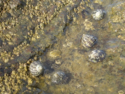 Sandy (inner reef) zone
