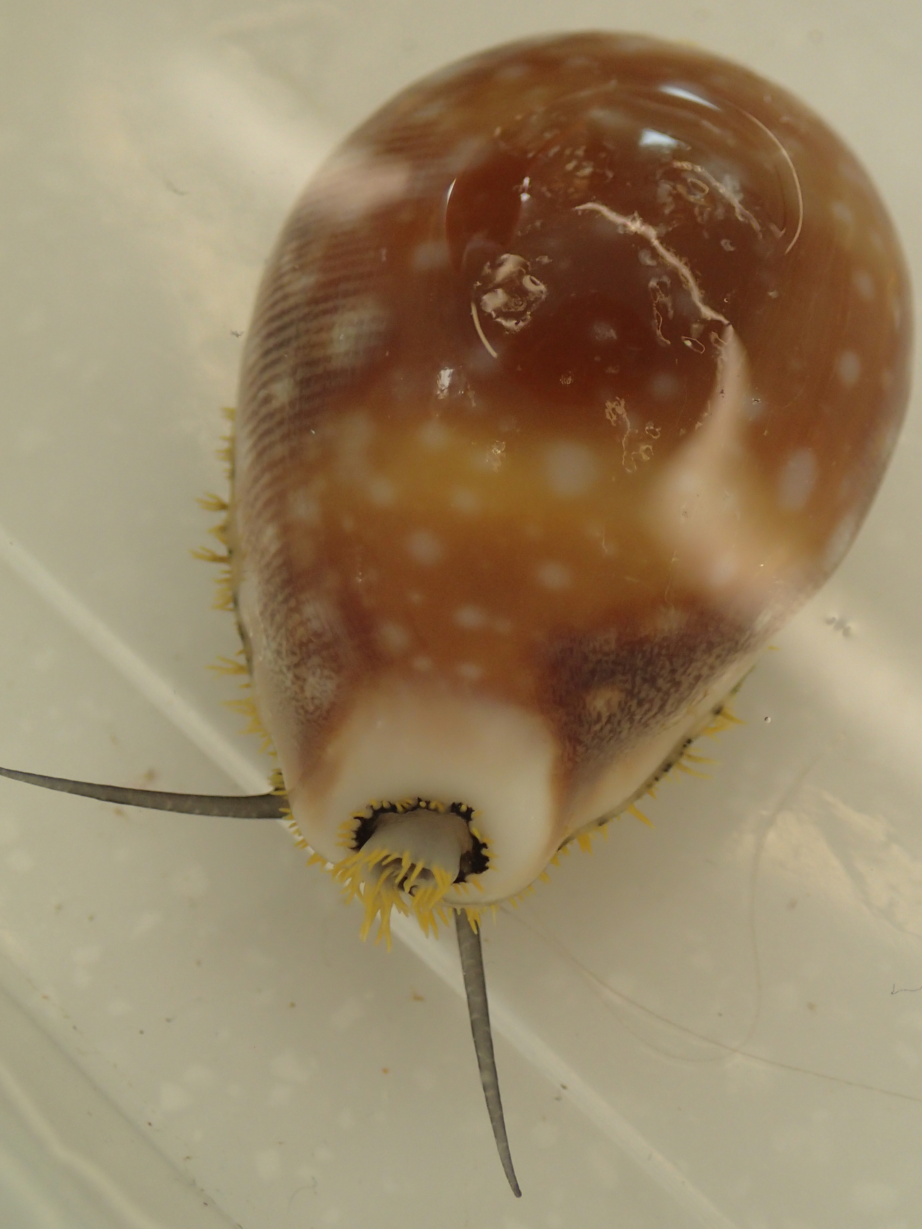 Living coral (outer reef) zone