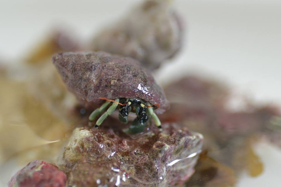 Sandy (inner reef) zone