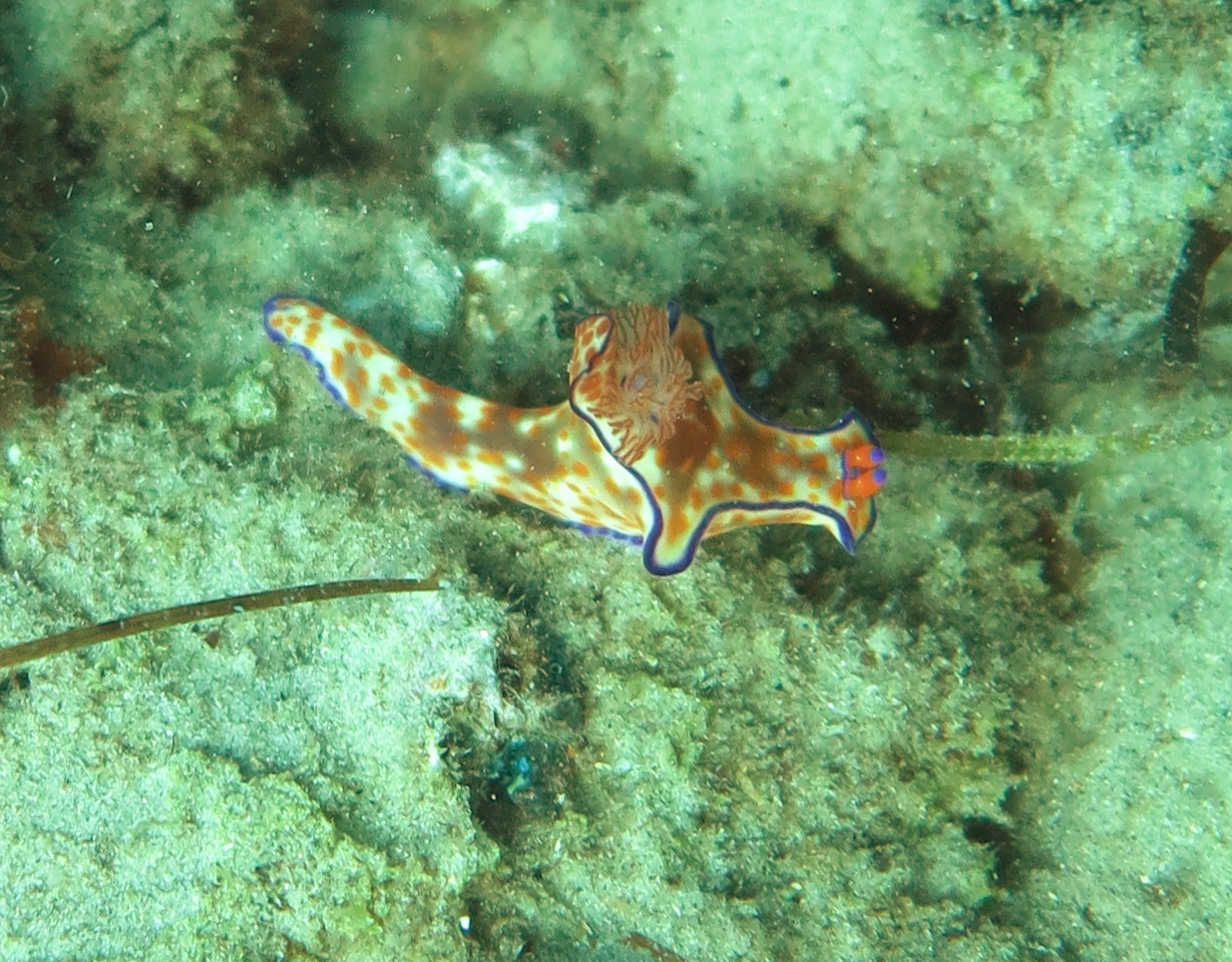 Sandy (inner reef) zone