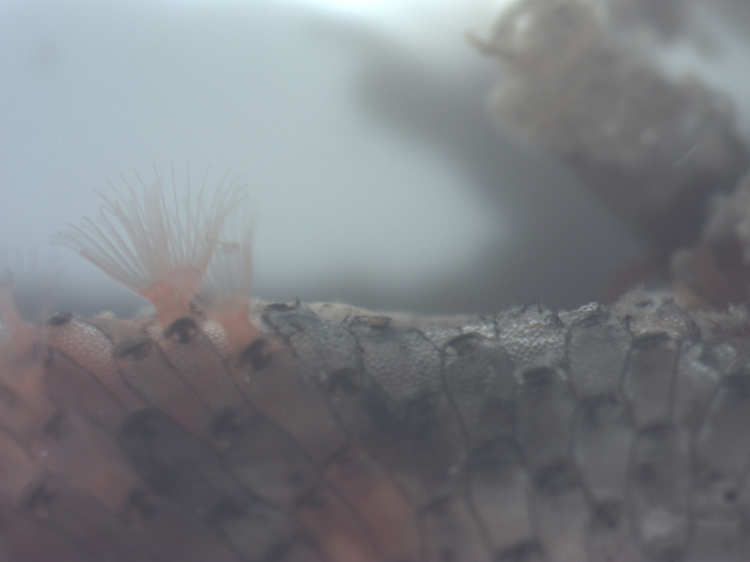 Great Barrier Reef Invertebrates Habitats Biofouling