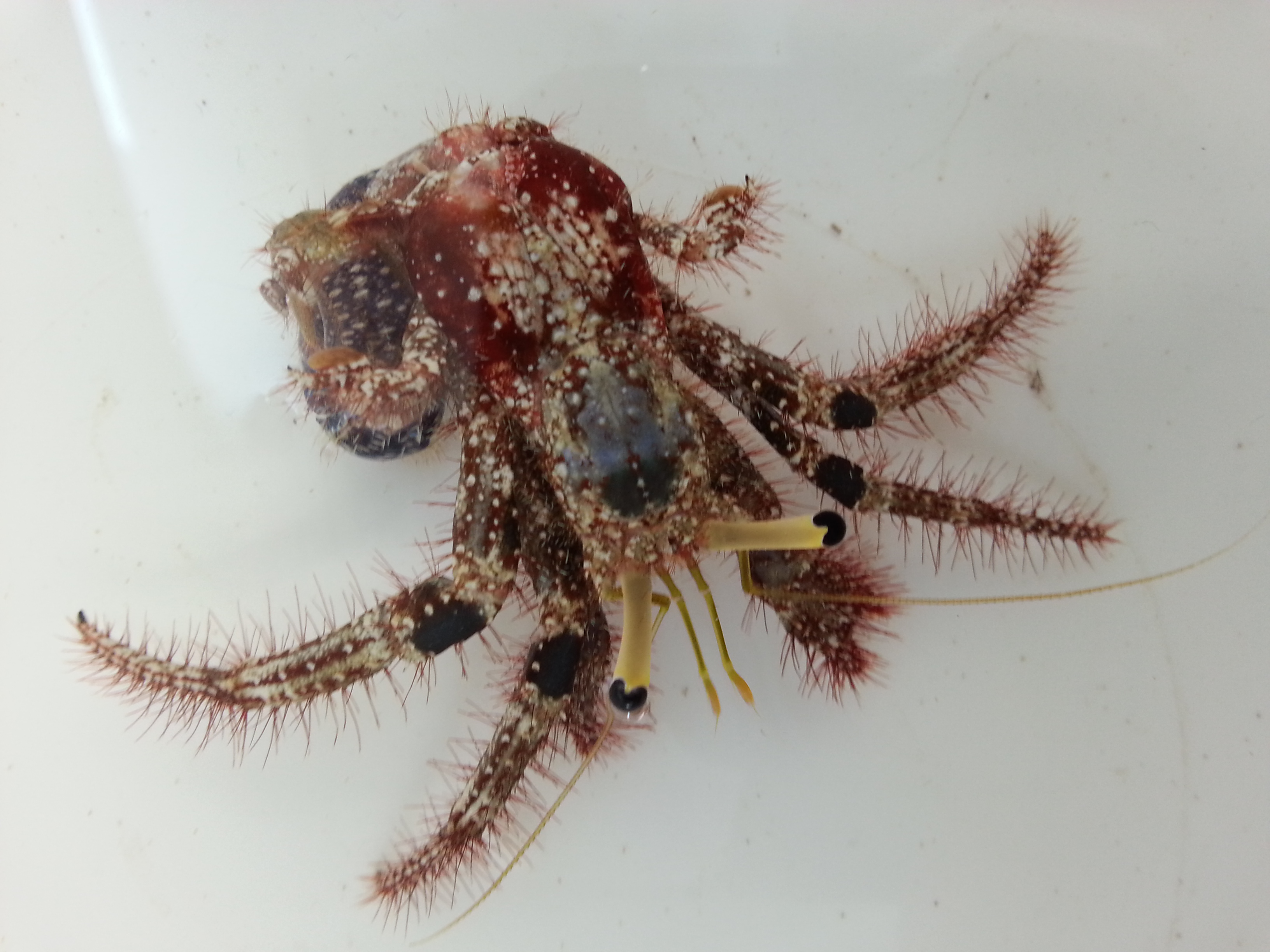 Sandy (inner reef) zone