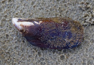 Sandy (inner reef) zone