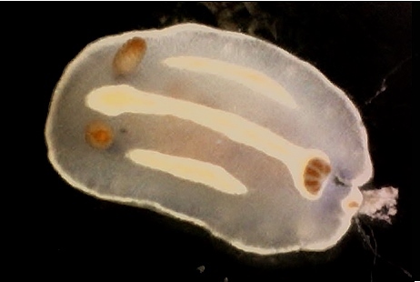 Reef slope