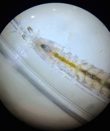 Student Project 2015 | Jessica Perelman