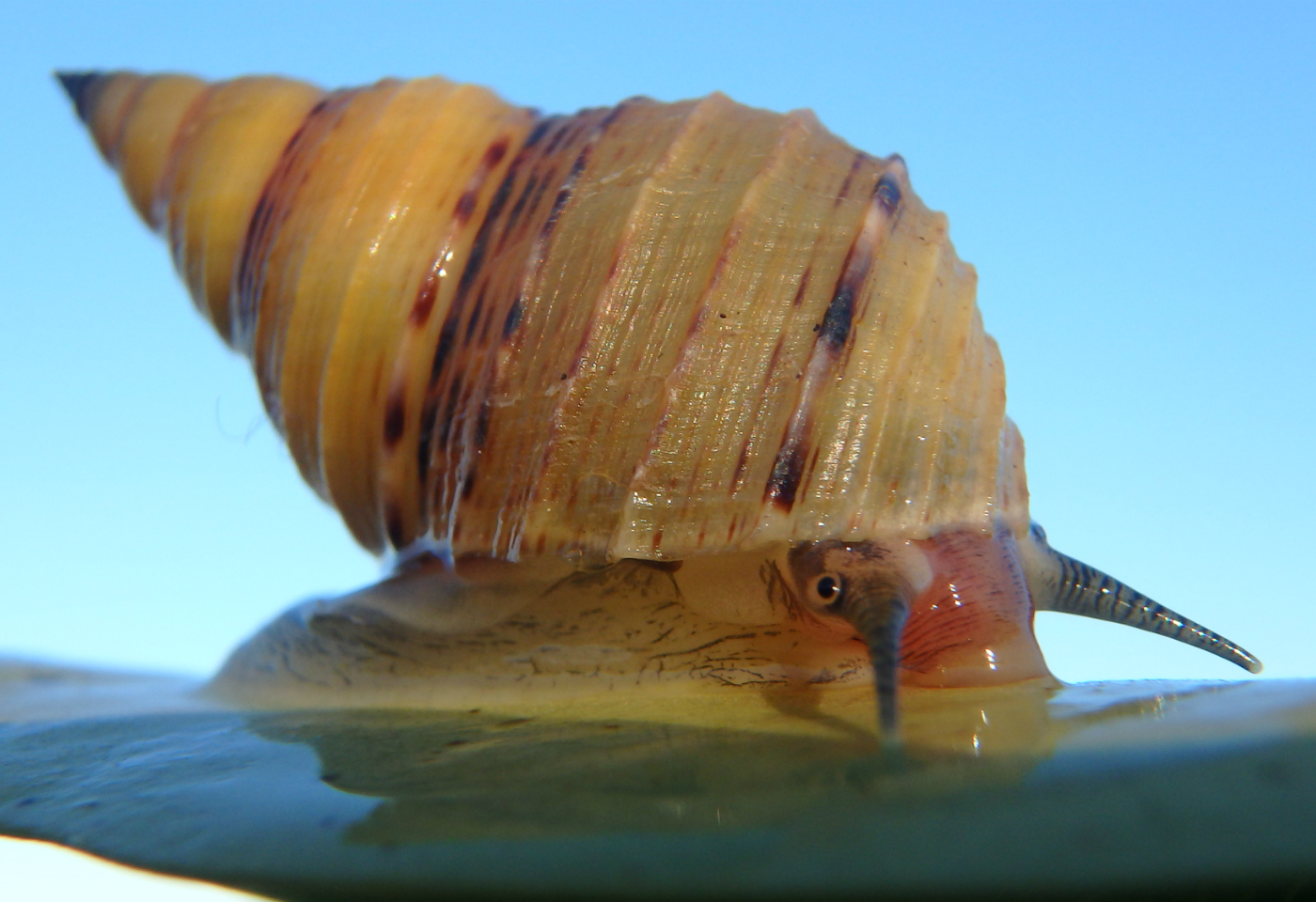 Great Barrier Reef Invertebrates > Habitats > Subtropical coast