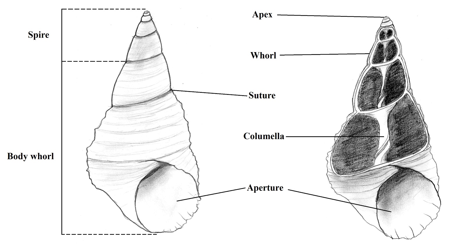 Student Project 2015 | Gustavo Zoppello Toffoli