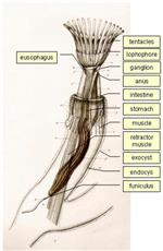 Development of Bugula neritina | Leslie Braberry