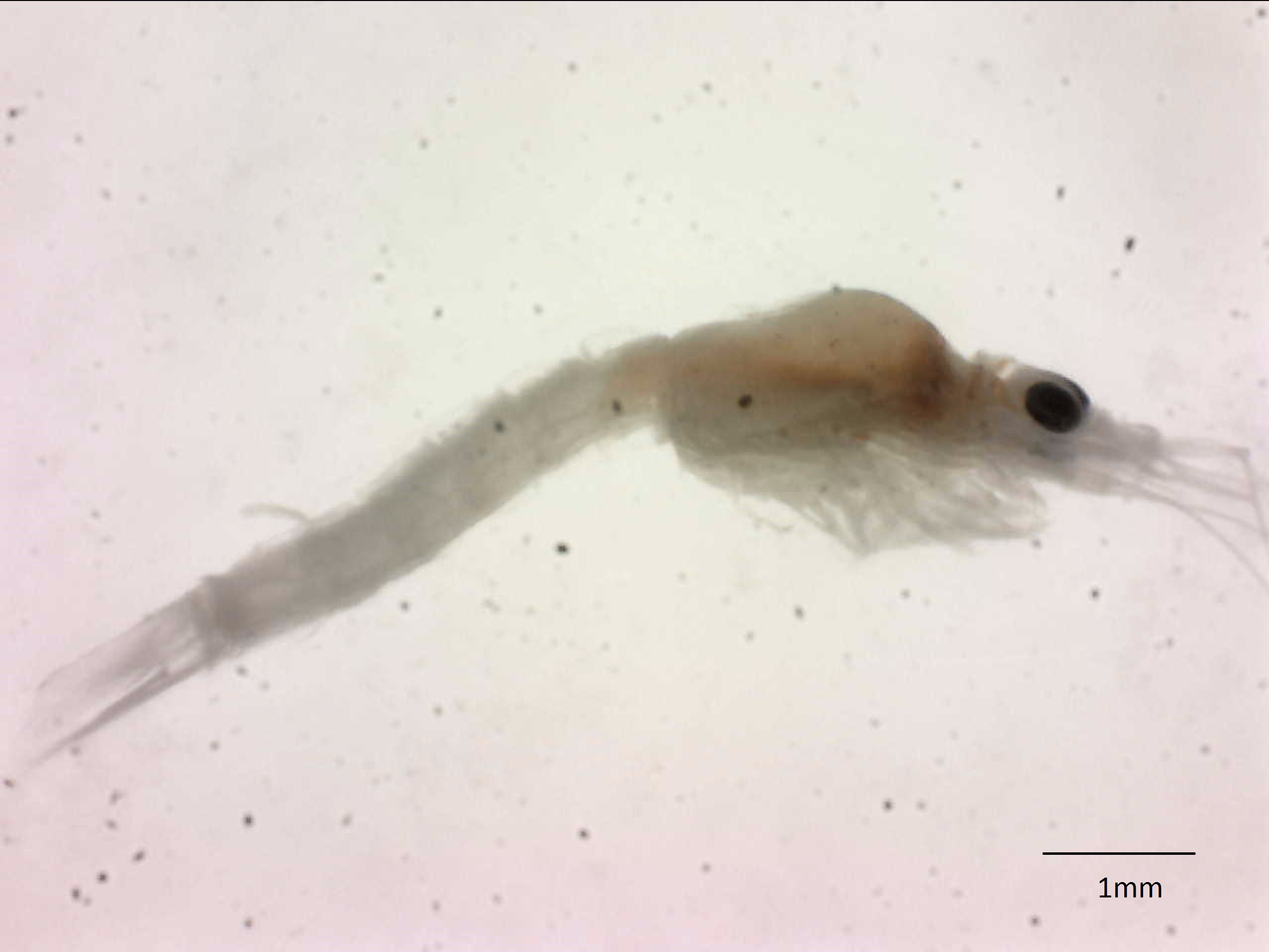 Great Barrier Reef Invertebrates > Habitats > Subtropical coast