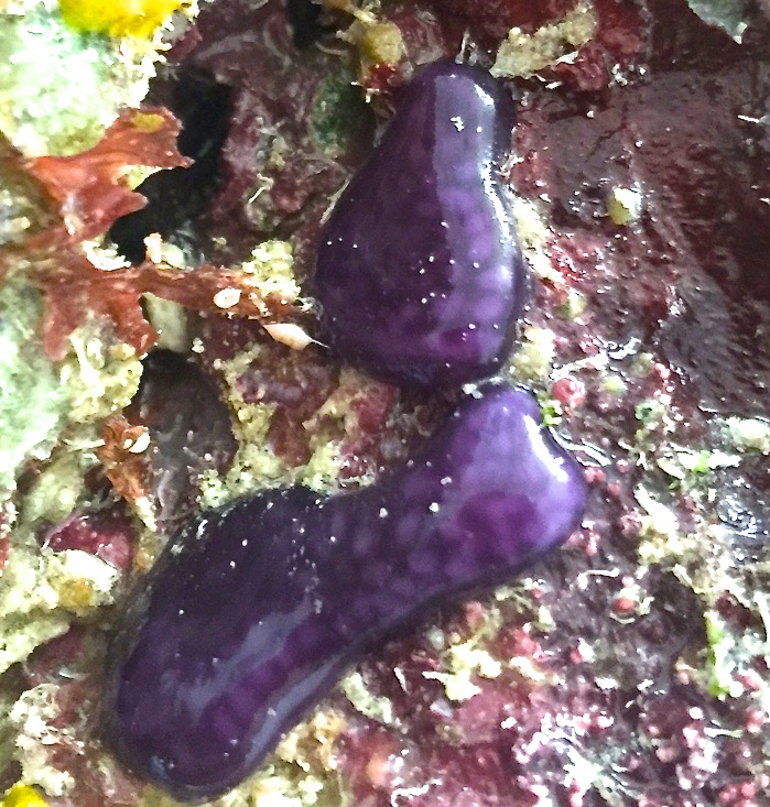 Reef slope