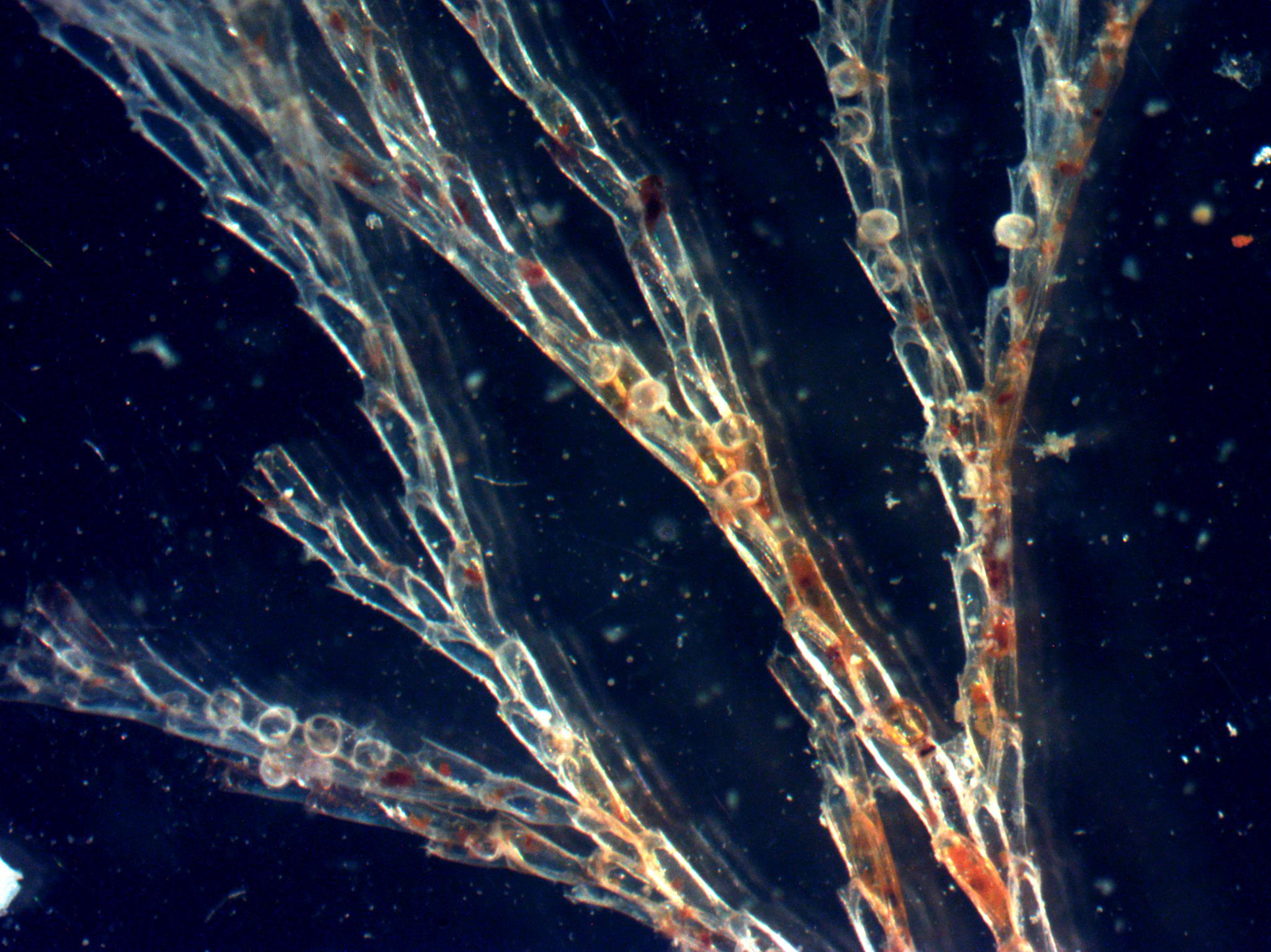 Development of Bugula neritina | Leslie Braberry