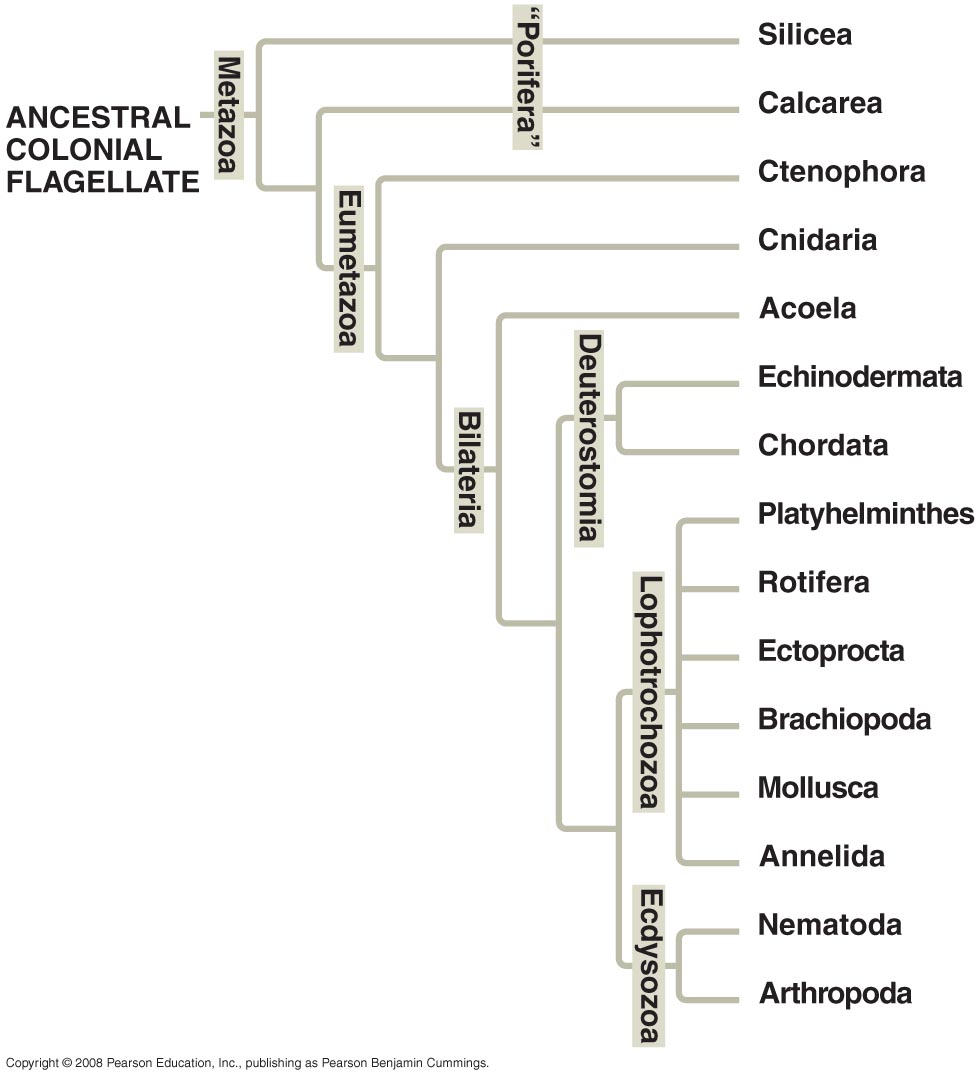 Phylogenetic Tree Of Invertebrates