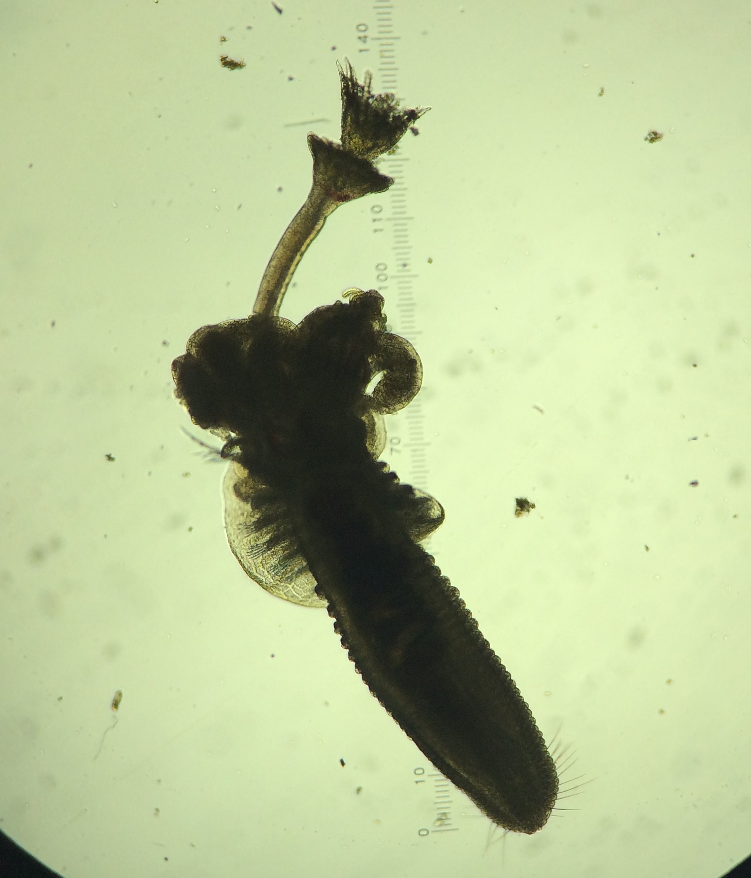 Great Barrier Reef Invertebrates > Habitats > Biofouling