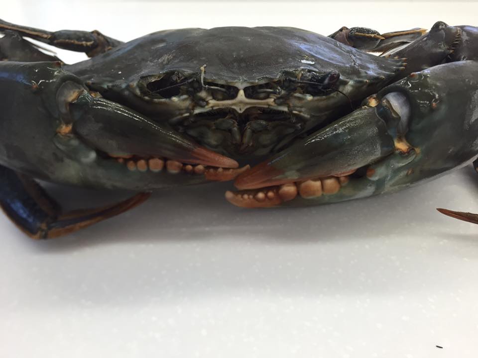 Great Barrier Reef Invertebrates > Habitats > Subtropical coast