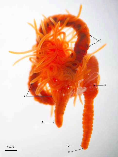 Great Barrier Reef Invertebrates > Classes > Student Project Figures