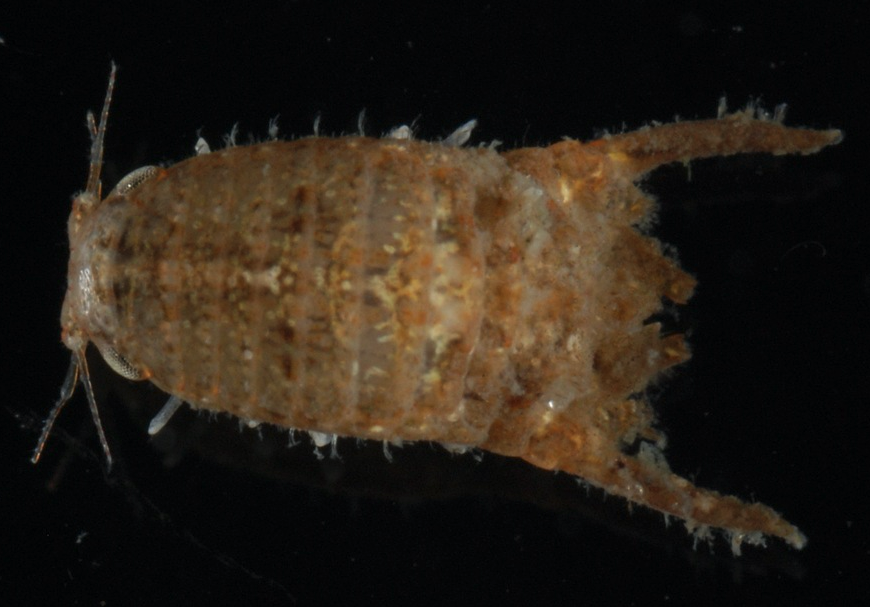 Great Barrier Reef Invertebrates > Habitats > Biofouling