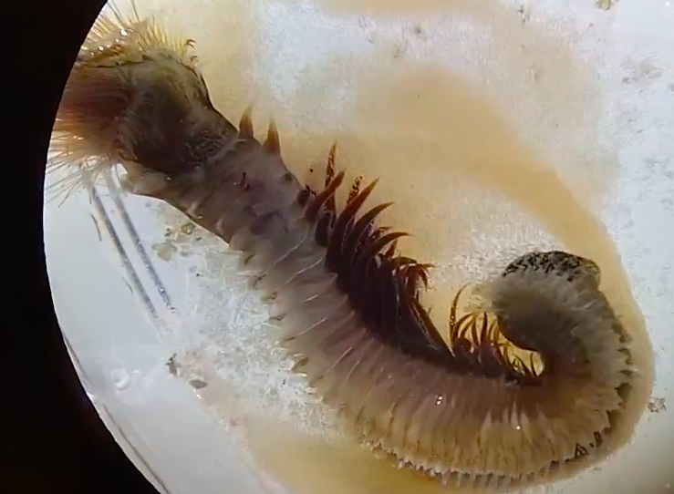 Tube Worms | Lillian Grace Cottrell