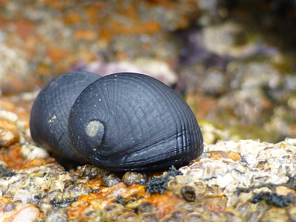 Student Project 2017 | Emerson Blair Pollard