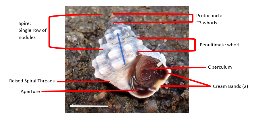 Blue Periwinkle Shell