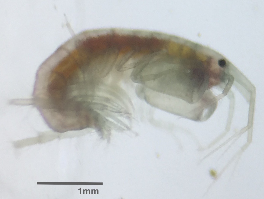 Great Barrier Reef Invertebrates > Classes > Student Project Figures
