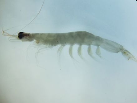 Great Barrier Reef Invertebrates > Habitats > Subtropical coast