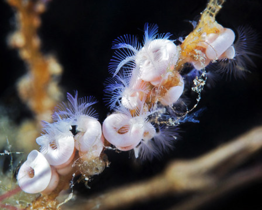 Great Barrier Reef Invertebrates Habitats Biofouling
