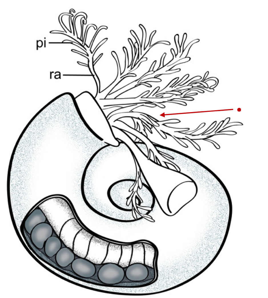Great Barrier Reef Invertebrates > Classes > Student Project Figures