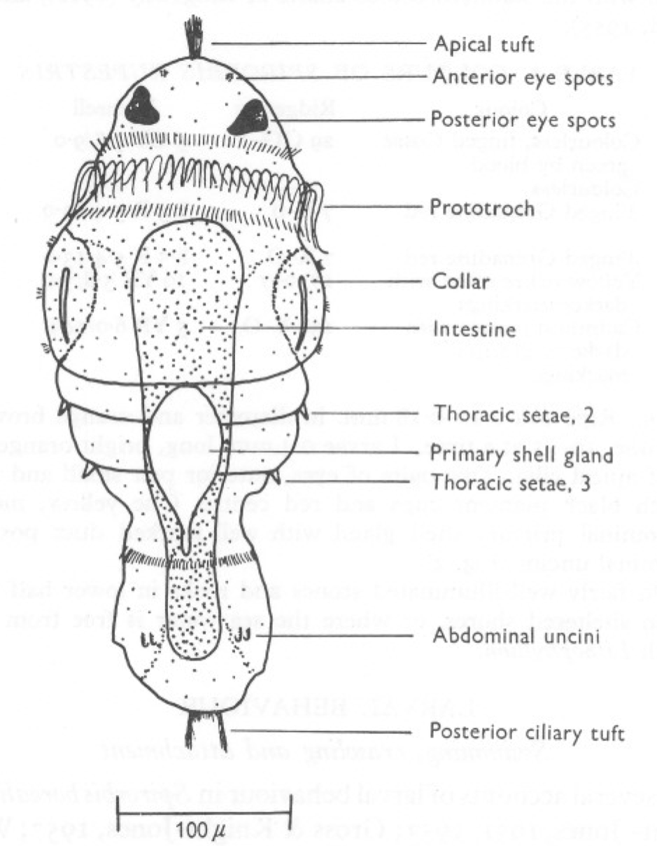 Great Barrier Reef Invertebrates > Classes > Student Project Figures
