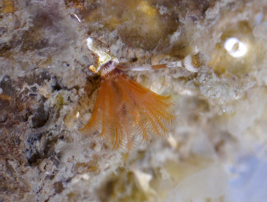 Great Barrier Reef Invertebrates > Habitats > Biofouling