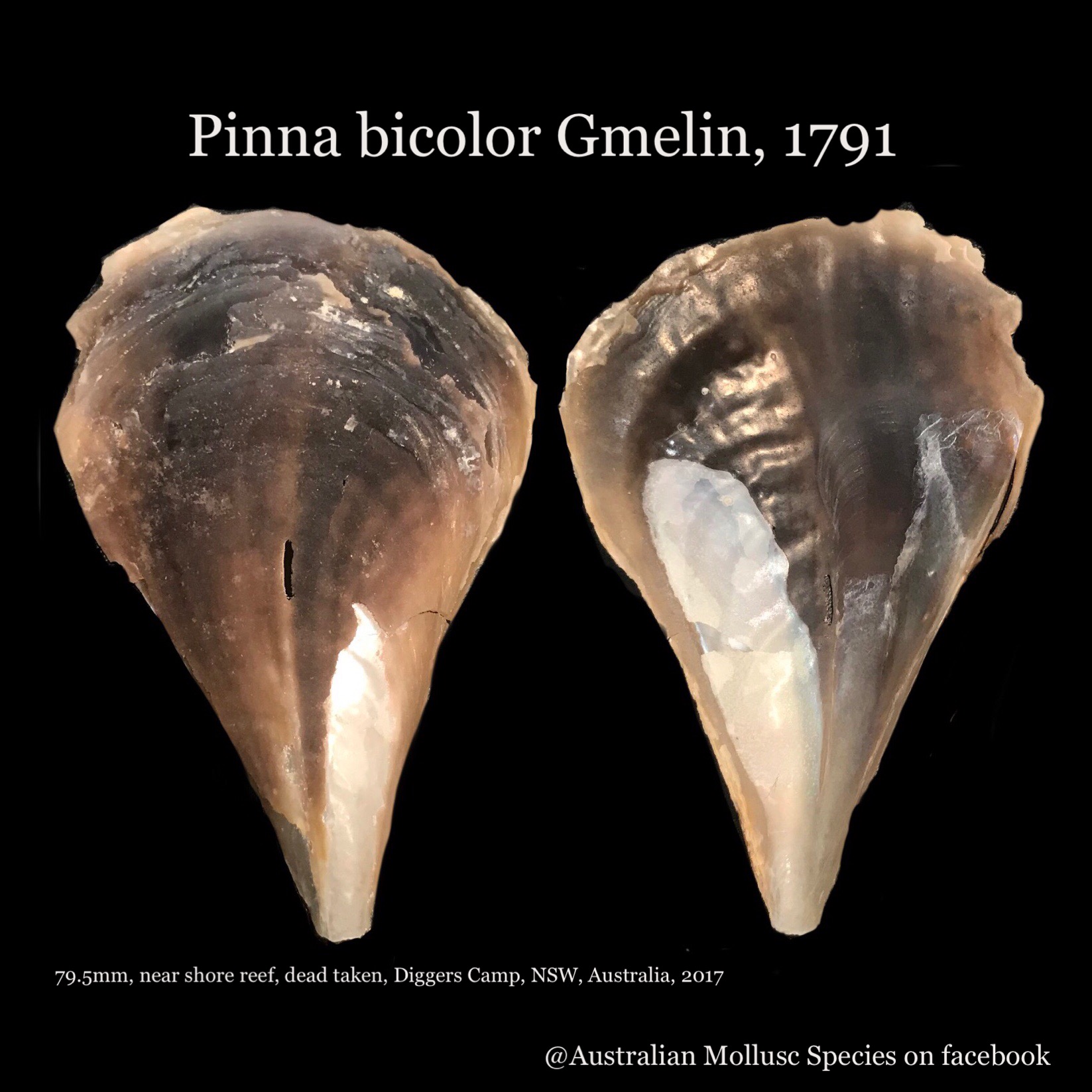 Student Project 2021 | Terena Lucas-Thornton