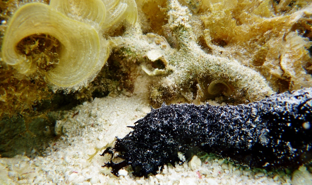 Sandy (inner reef) zone