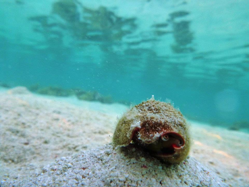 Sandy (inner reef) zone