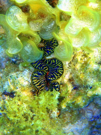 Sandy (inner reef) zone