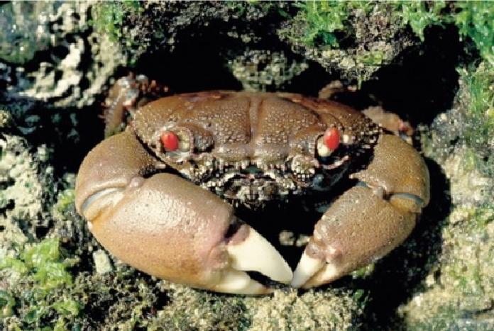 Sandy (inner reef) zone