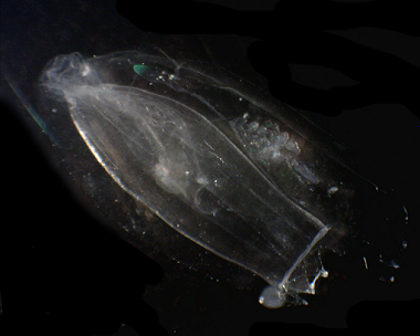 Diphyes sp. | Alicia Whillier